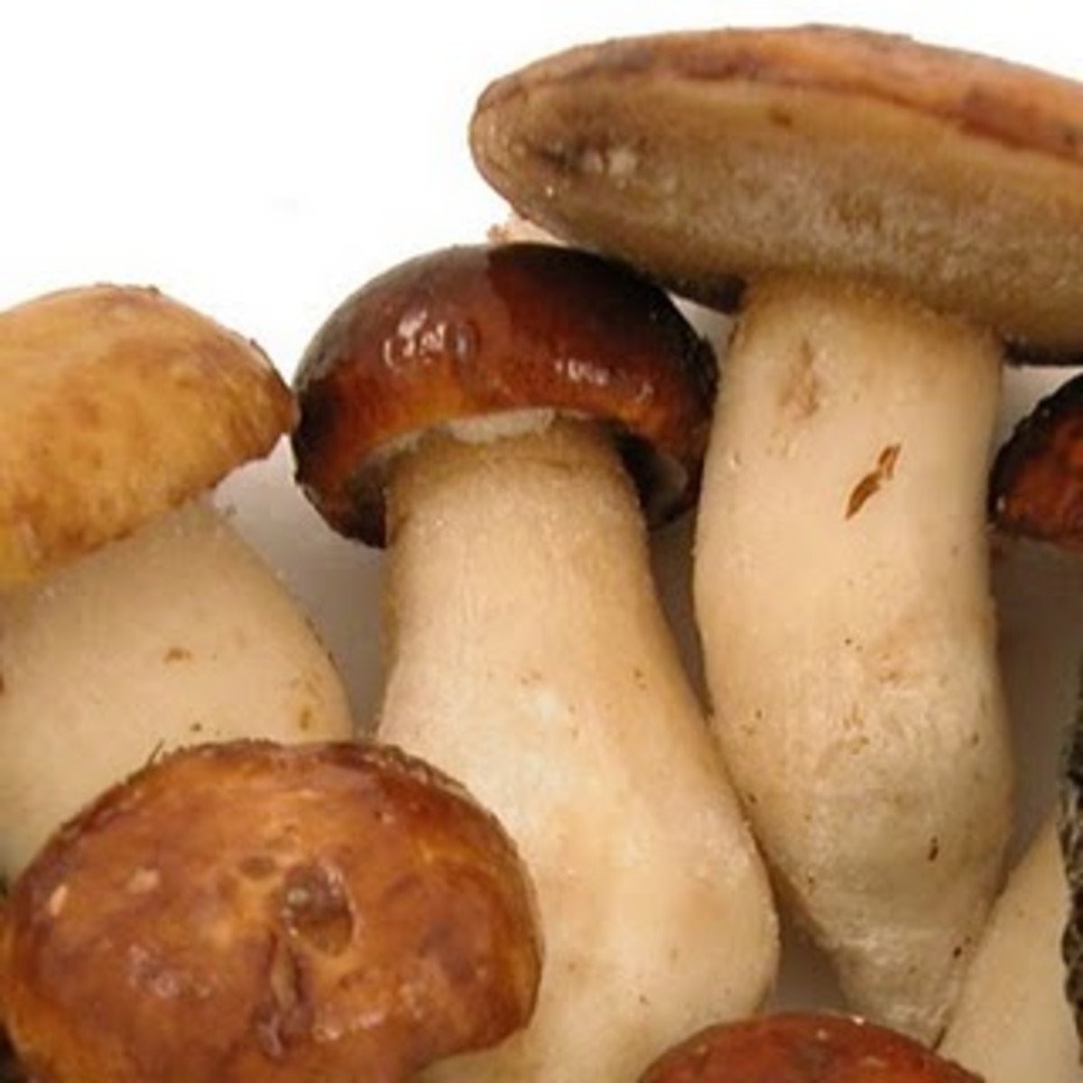 What Are the Different Types of Edible Mushrooms and How Do You Use ...
