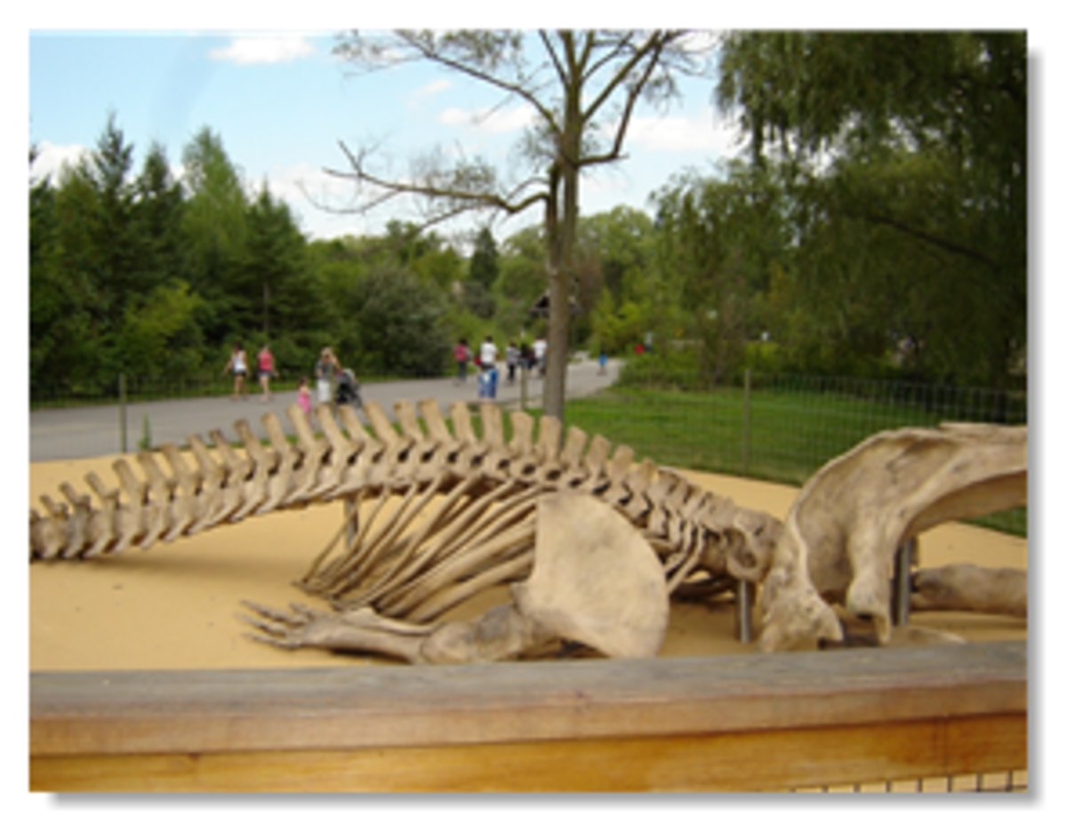 Toronto Zoo Canada - HubPages