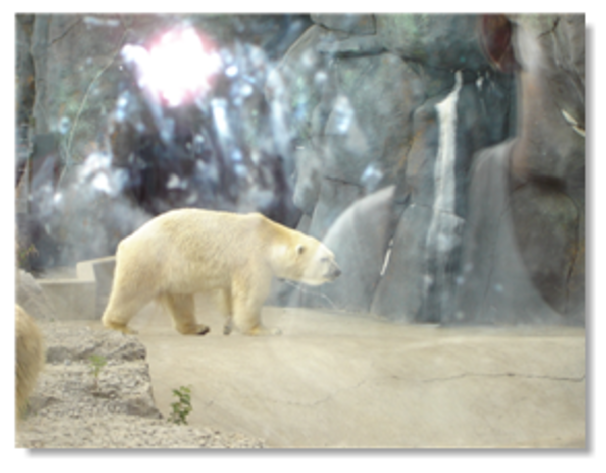 Toronto Zoo Canada - HubPages
