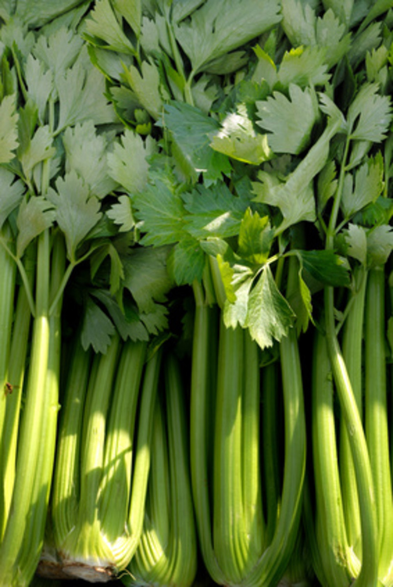Celery: European & Asian Varieties and Uses - HubPages