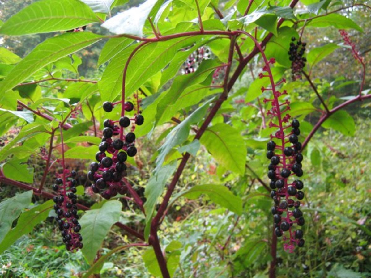 Common Pokeweed Identification - HubPages
