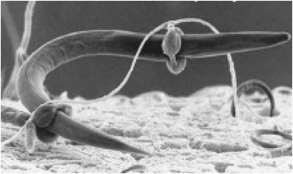 The Hidden World of Carnivorous Fungi - HubPages