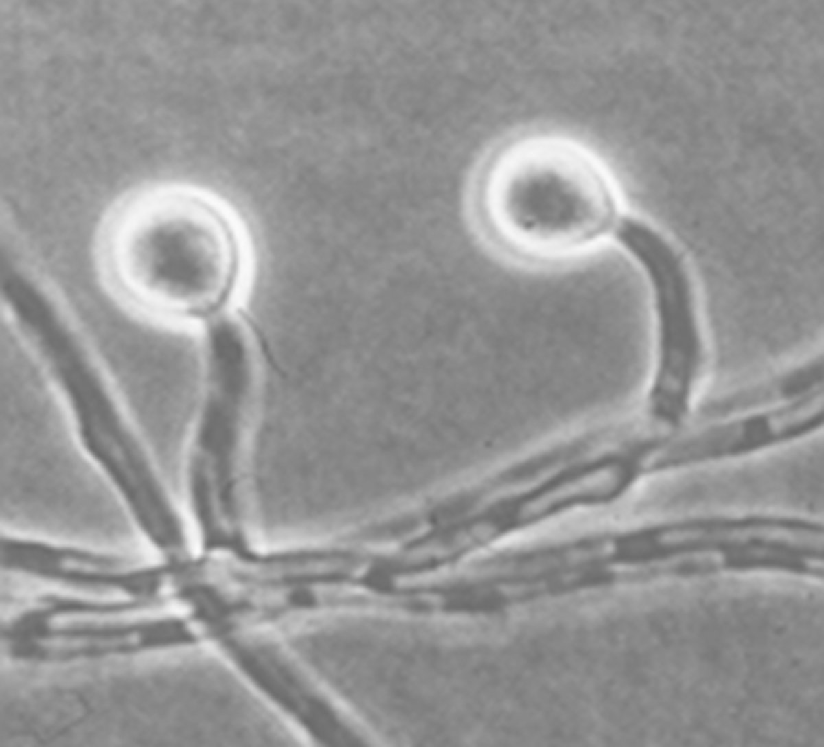 The Hidden World of Carnivorous Fungi - HubPages