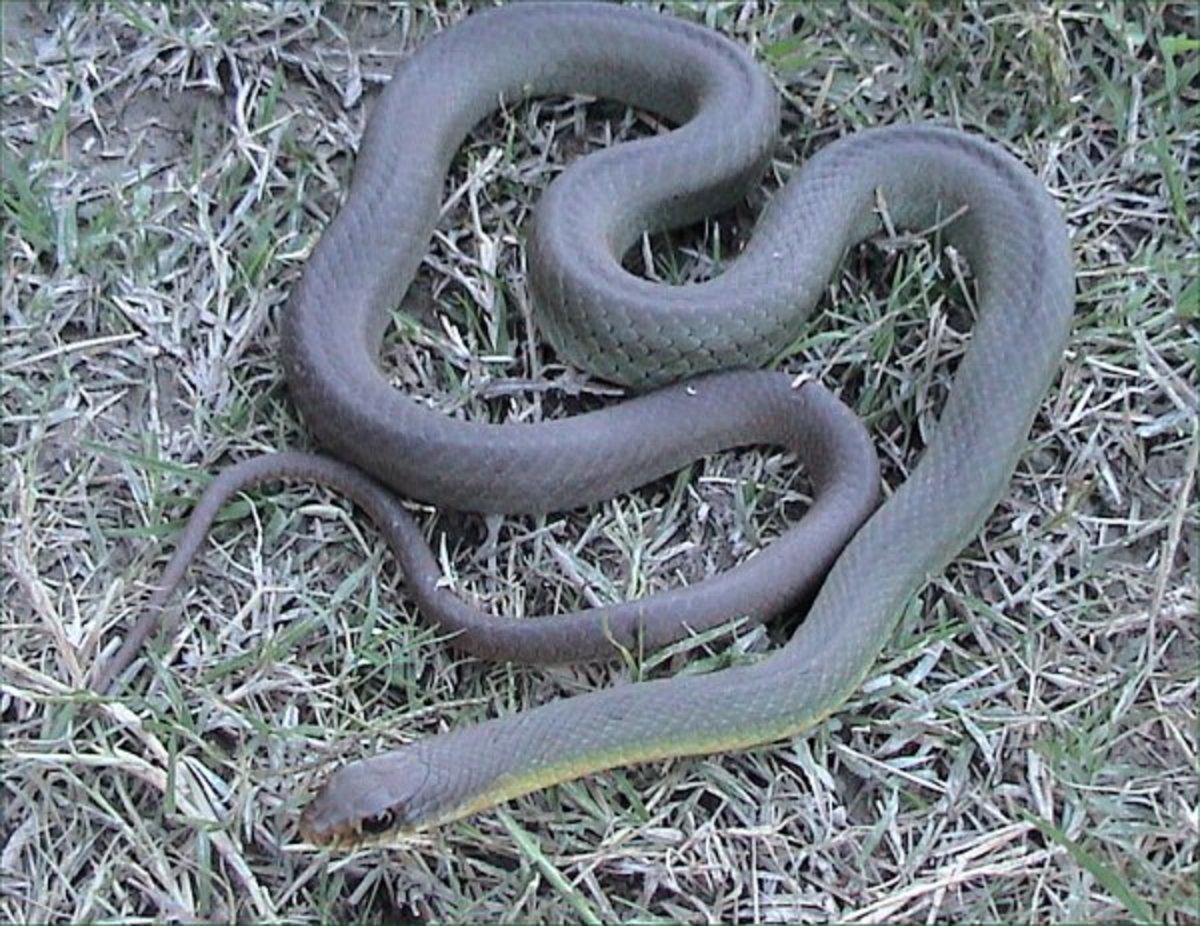 A Hillbilly Guide to Snakes: The Eastern Yellow-Bellied Racer - HubPages
