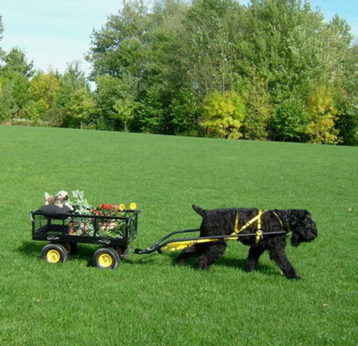 How to Have Fun Carting With a Dog - HubPages