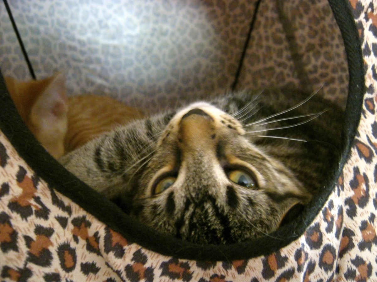 Solvit Kittyscape Cat Tree House: Product Review - HubPages