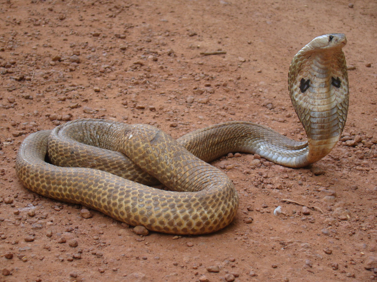 17 Species of Elapids - Amazing Snakes - HubPages