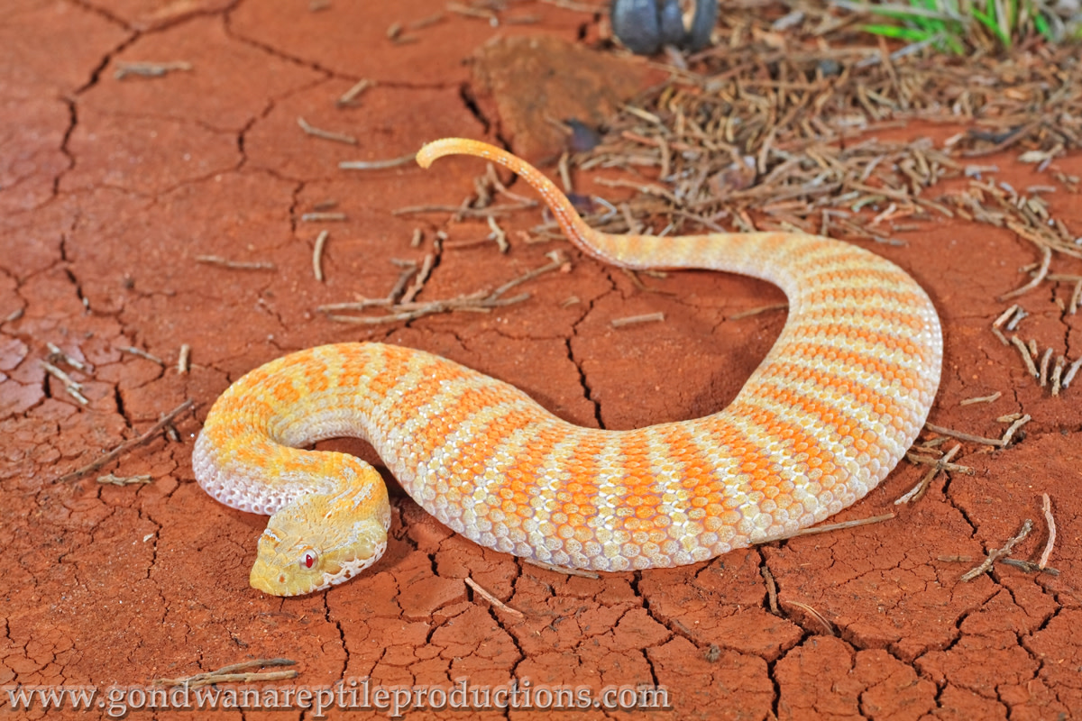 17 Species of Elapids - Amazing Snakes - HubPages