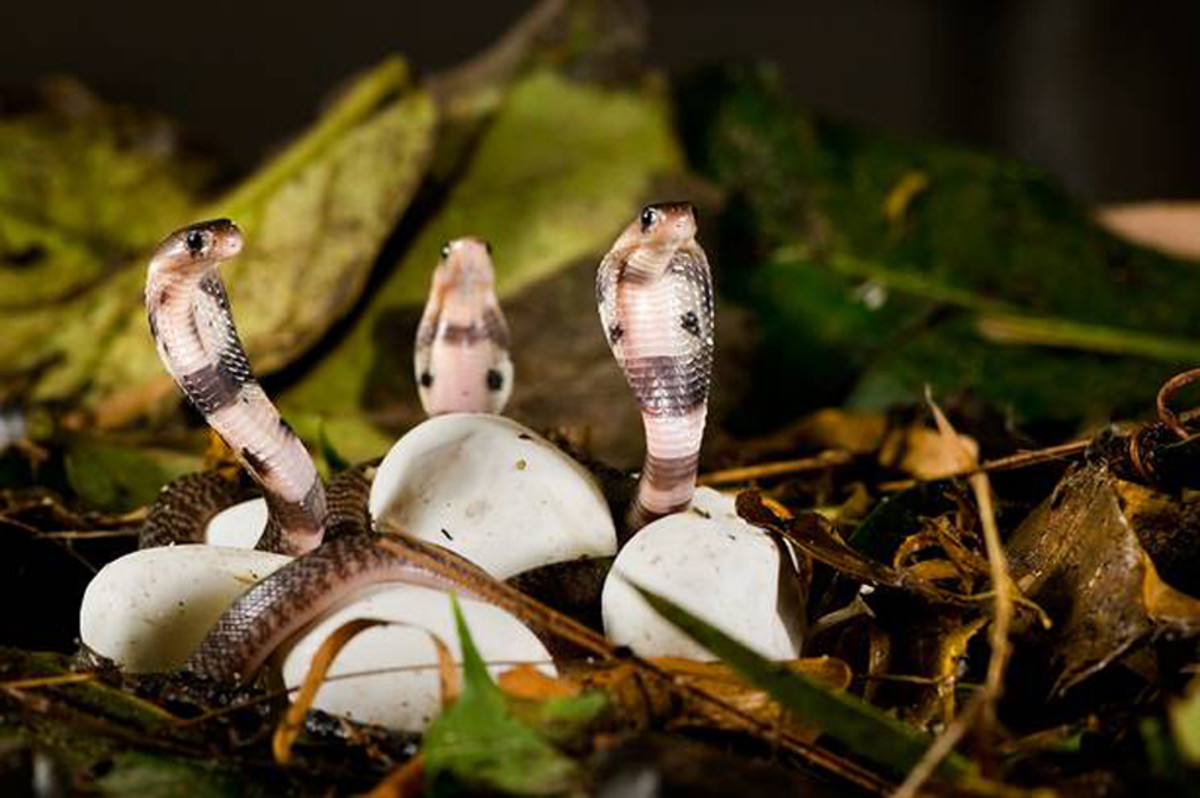 17 Species of Elapids - Amazing Snakes - HubPages