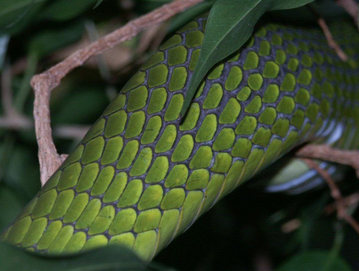 17 Species of Elapids - Amazing Snakes - HubPages