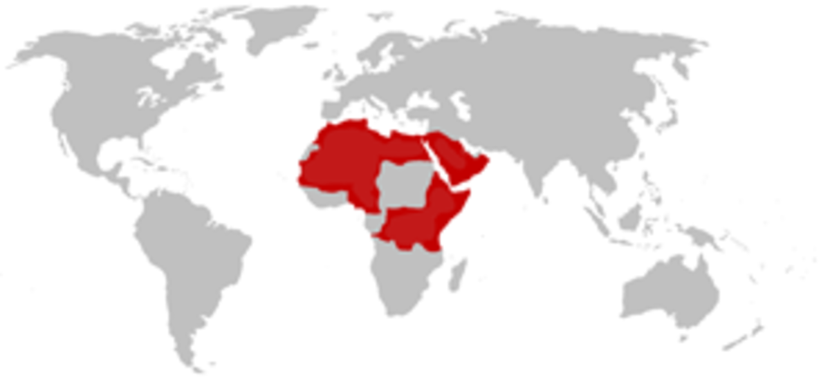 17 Species of Elapids - Amazing Snakes - HubPages