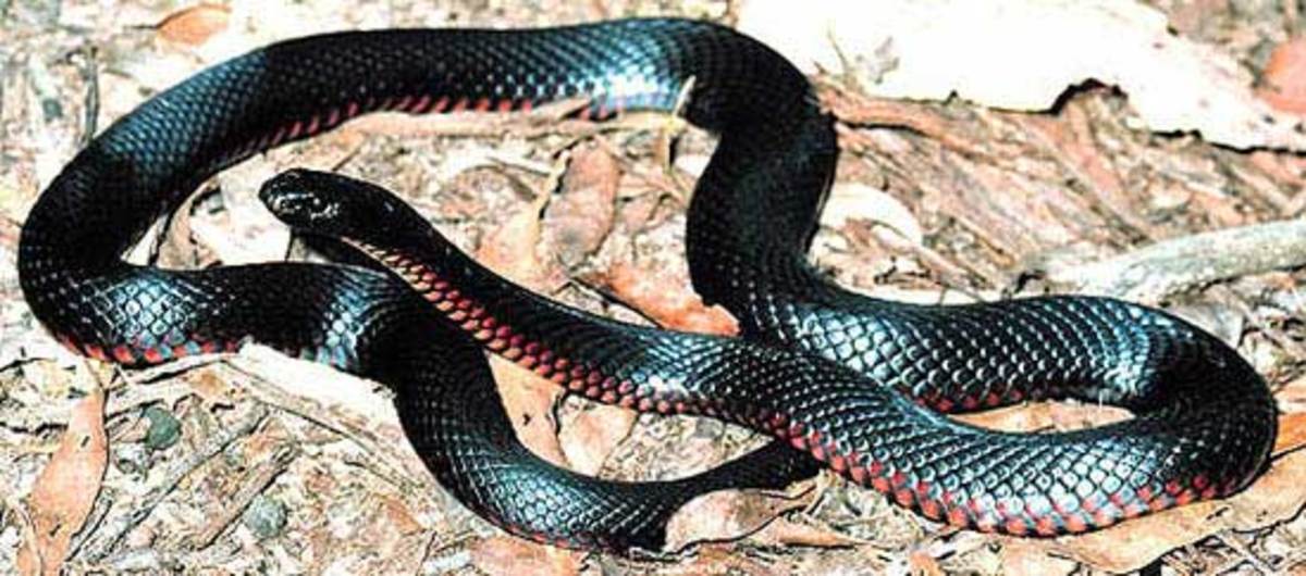 17 Species of Elapids - Amazing Snakes - HubPages