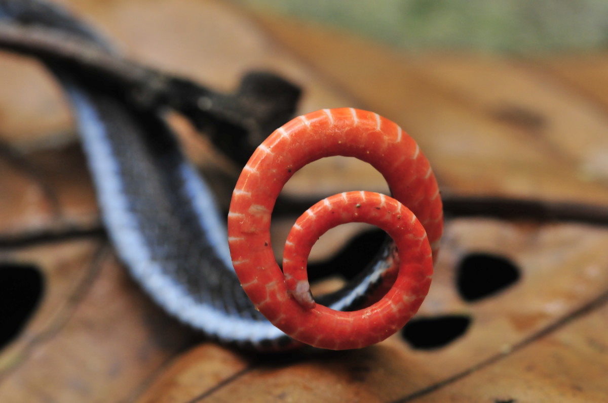 17 Species of Elapids - Amazing Snakes - HubPages