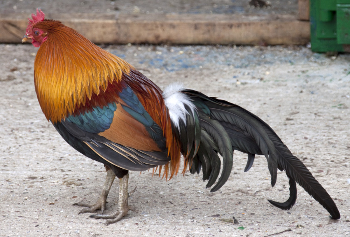 The True Meaning Behind Katy Perry's "Peacock" - HubPages