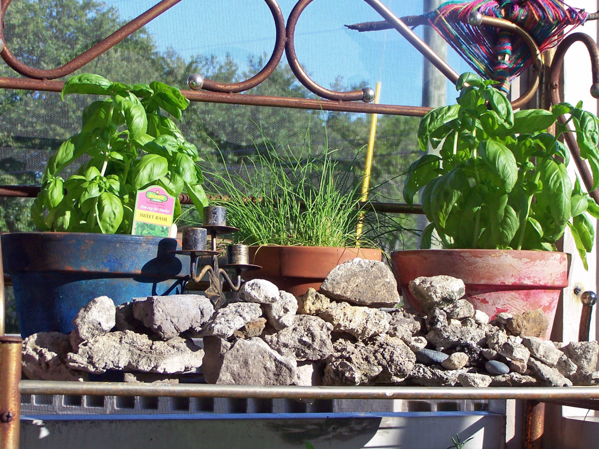 Lessons in Magical Herbalism: Basil - HubPages