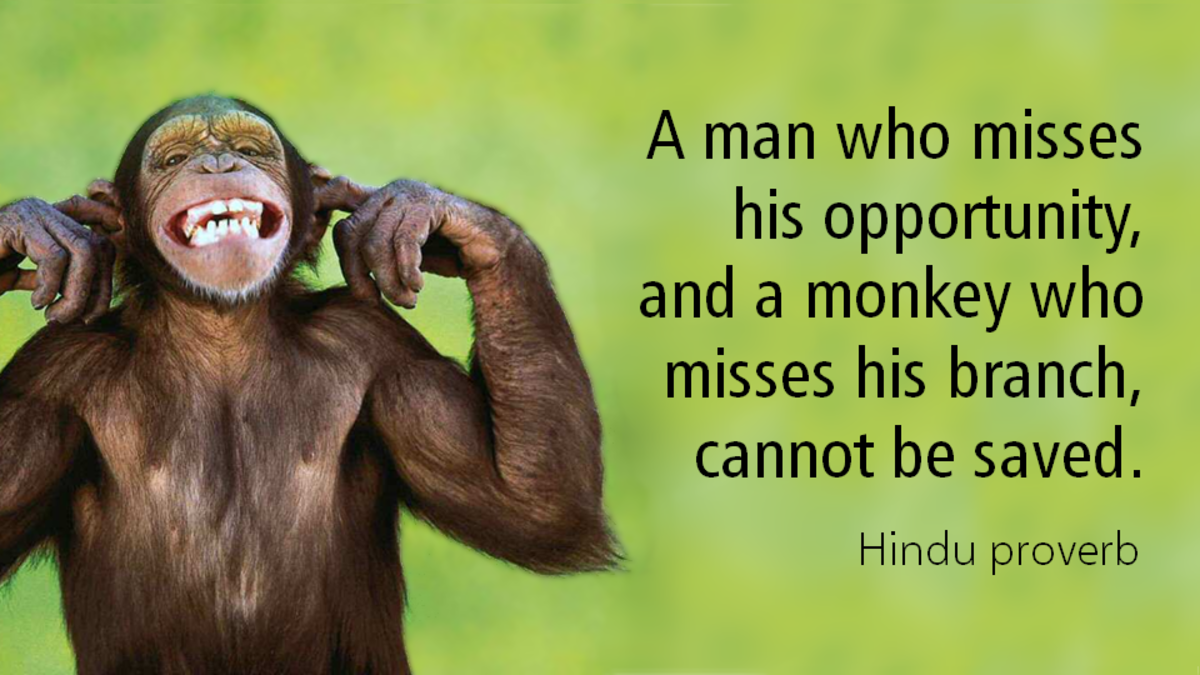 Monkey On A Branch - a Poem - HubPages