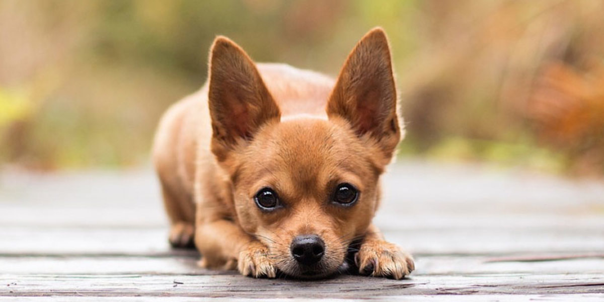 11 Smallest Dog Breeds - HubPages