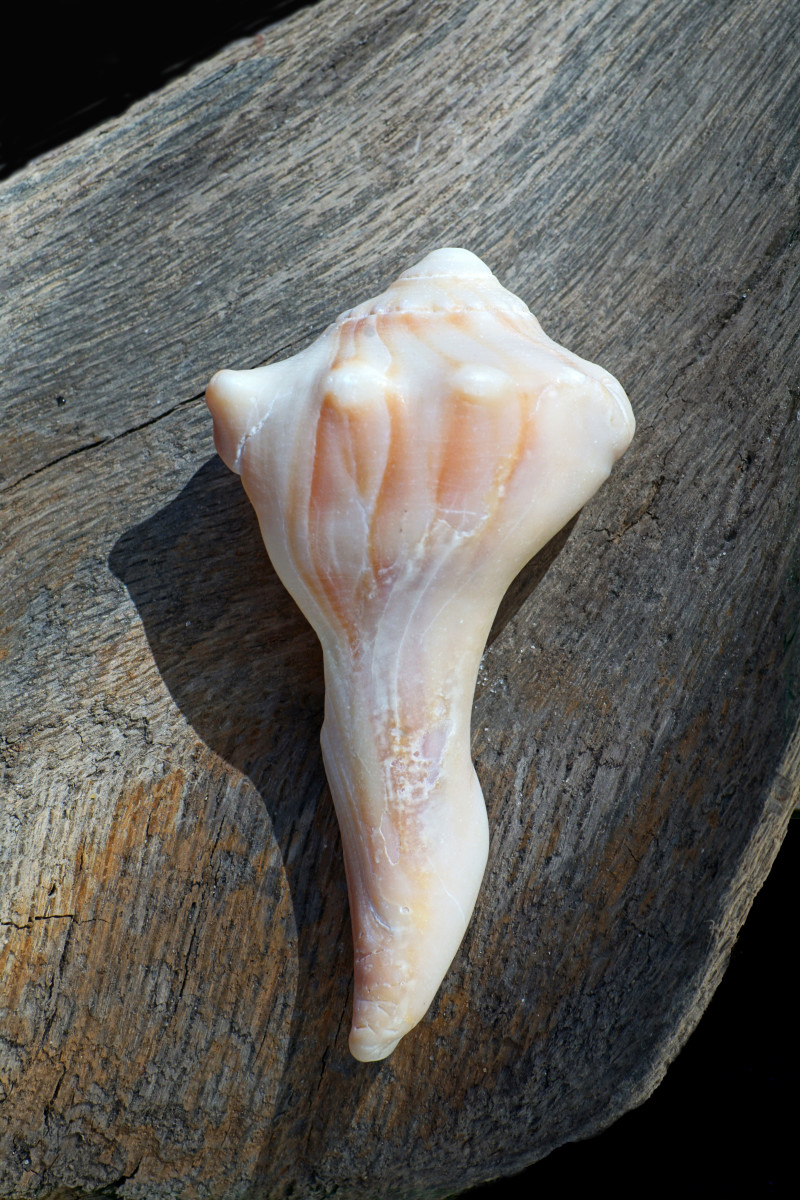 Conchs, Top Shells, Moon Shells, Cone Shells, Whelks and More Univalves ...