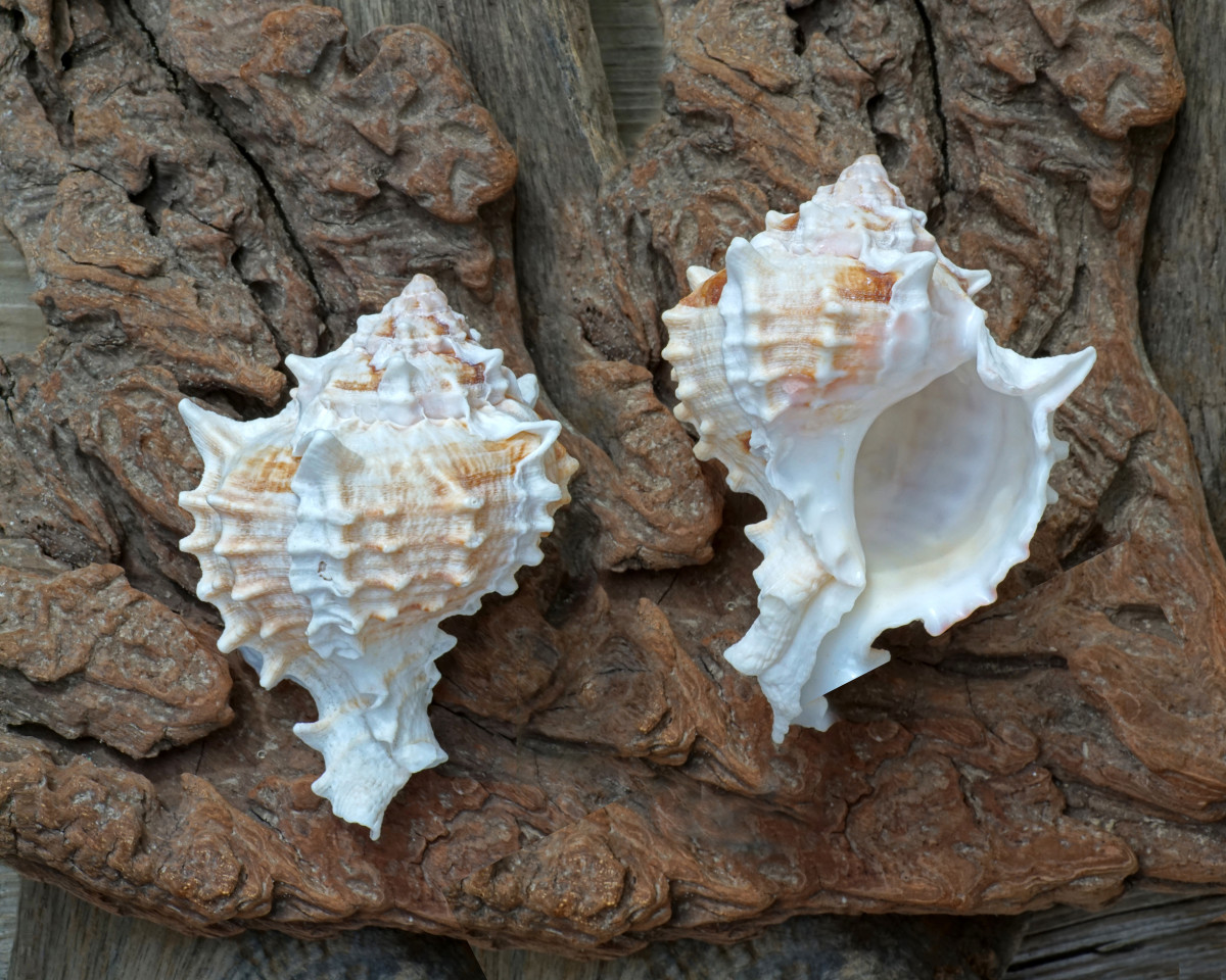 Conchs, Top Shells, Moon Shells, Cone Shells, Whelks and More Univalves ...