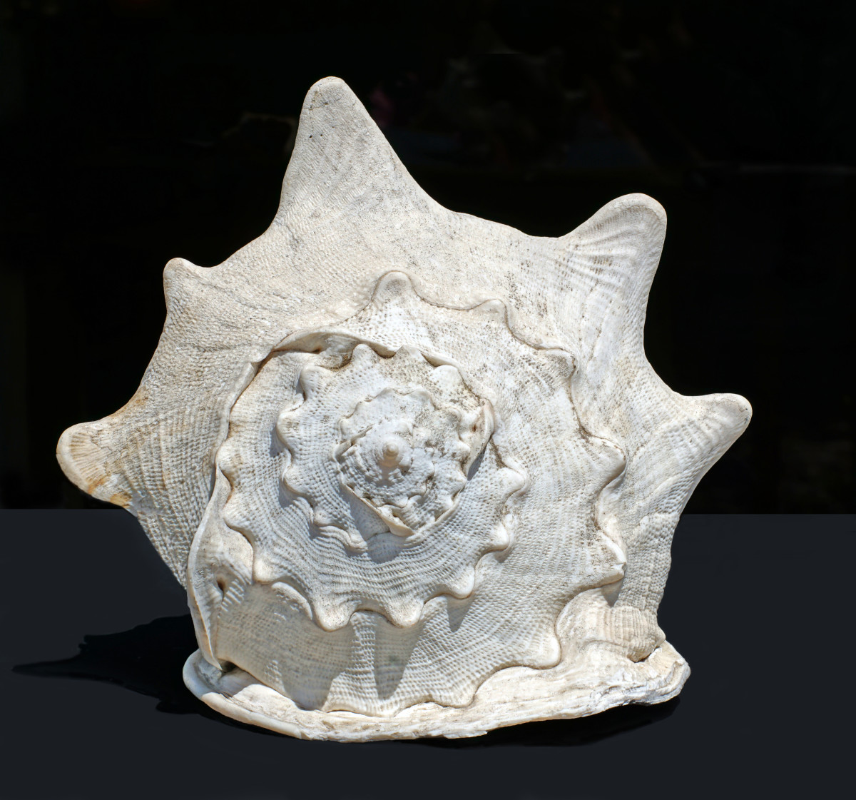 Univalve Shell ID Guide: Conchs, Whelks, Cones, Helmets & More - HubPages