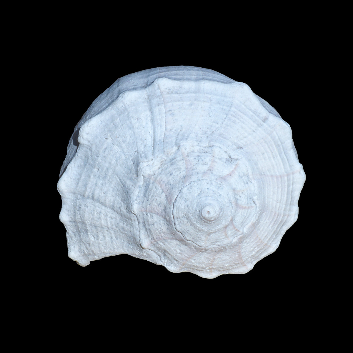 Univalve Shell ID Guide: Conchs, Whelks, Cones, Helmets & More - HubPages