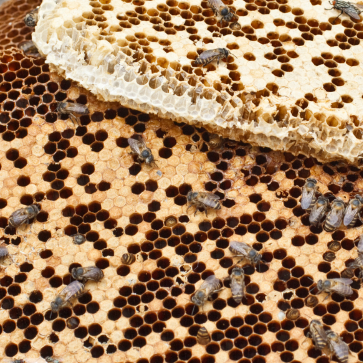 Strange Things You Can Find Inside A Wall - HubPages