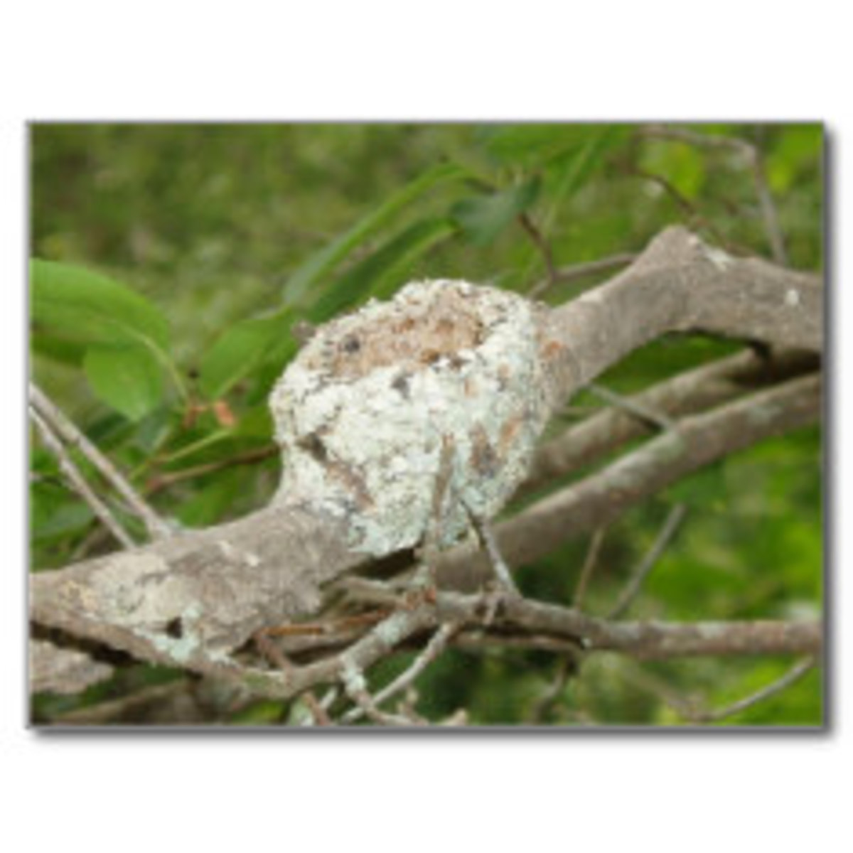 Canoeing the Tchefuncte River - HubPages