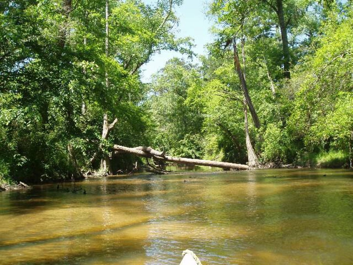 Canoeing the Tchefuncte River - HubPages