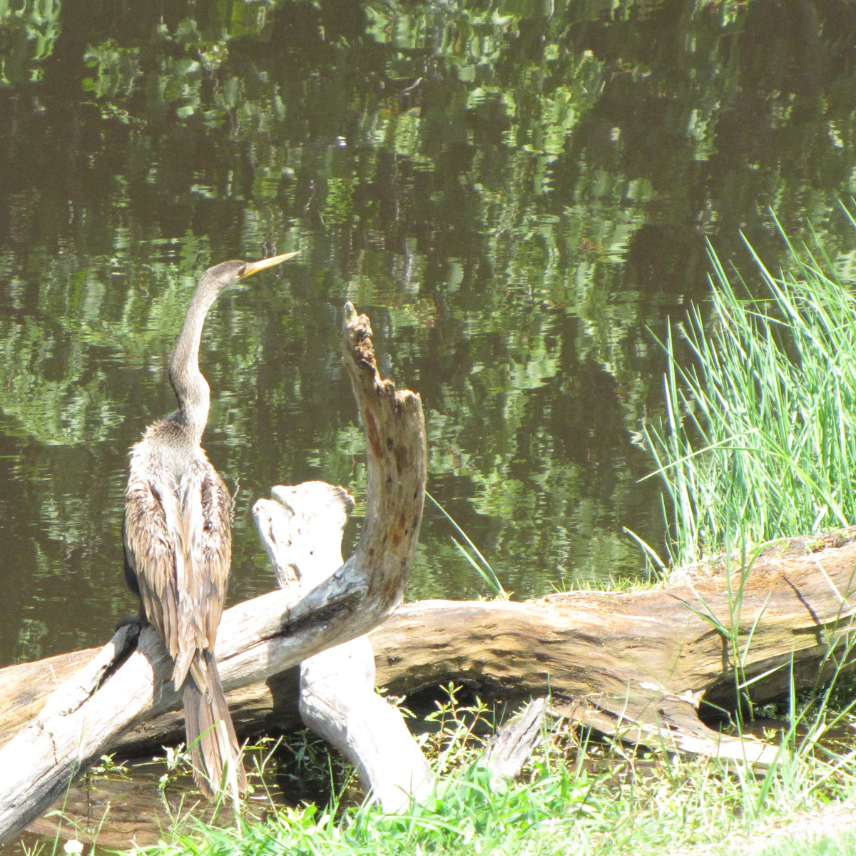 Identify the Water Birds - HubPages
