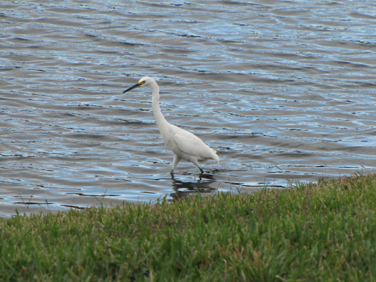 Identify the Water Birds - HubPages