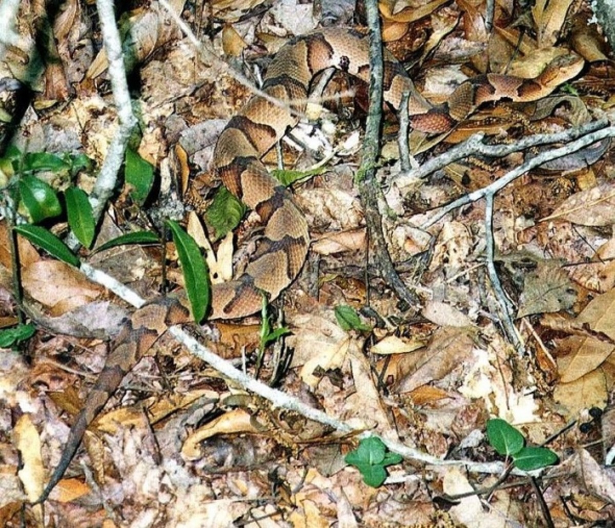 Copperhead Snake in Louisiana - HubPages