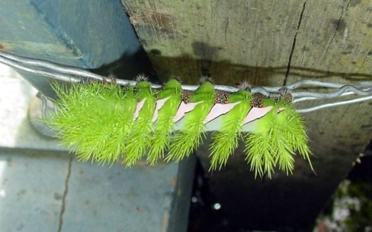 Top 10 Beautiful Caterpillar Photos - HubPages