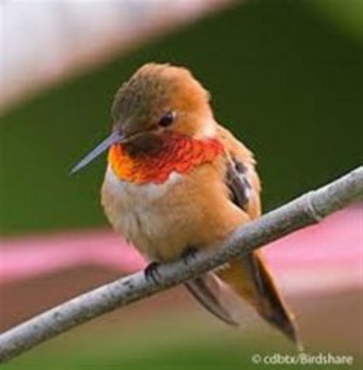 Fascinating Hummingbirds! - HubPages