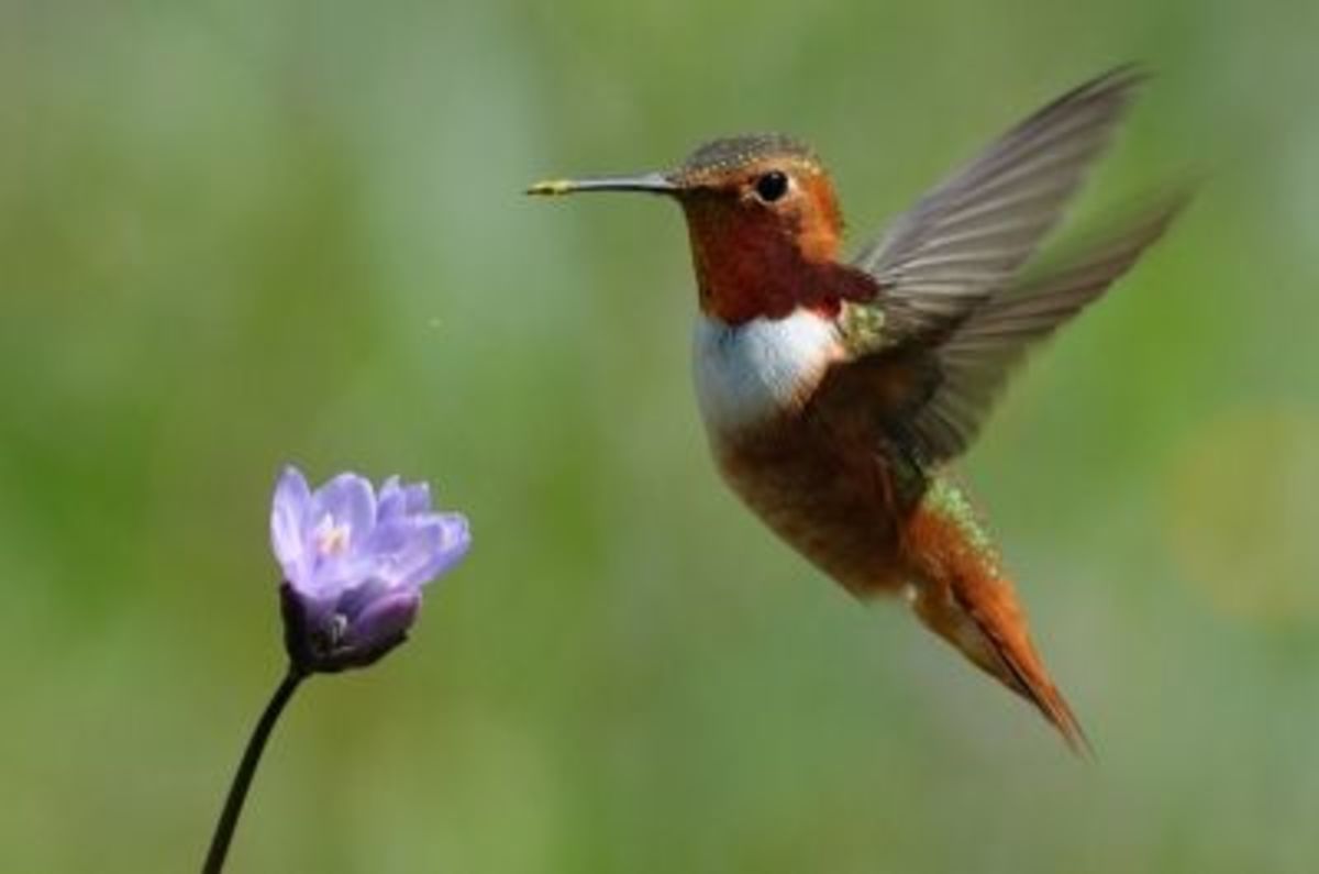 Fascinating Hummingbirds! - HubPages