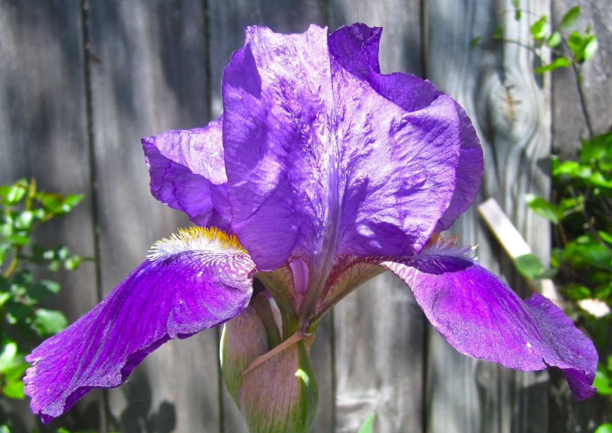My Victorian Garden: Growing Heirloom Bearded Iris - HubPages