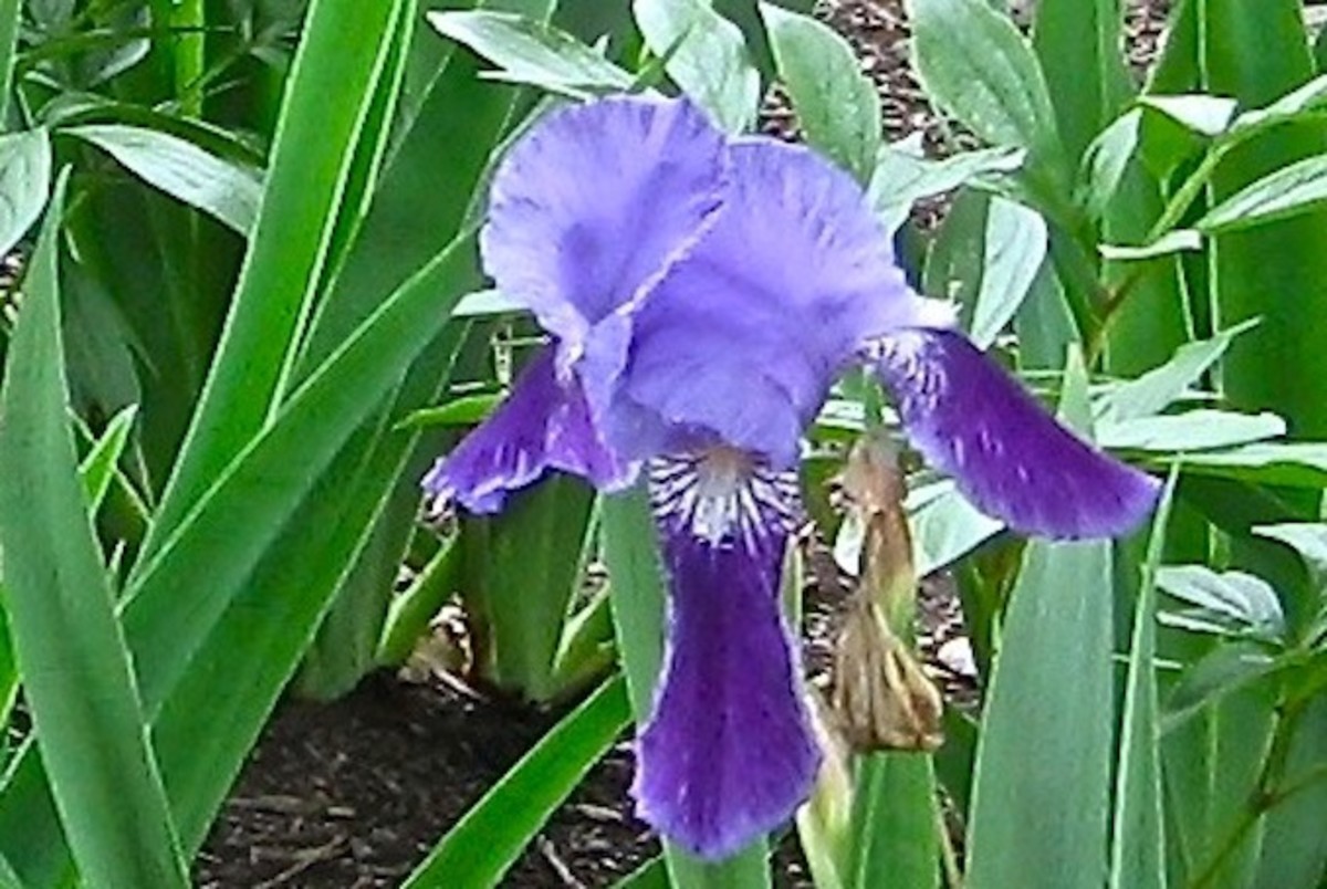 My Victorian Garden: Growing Heirloom Bearded Iris - HubPages