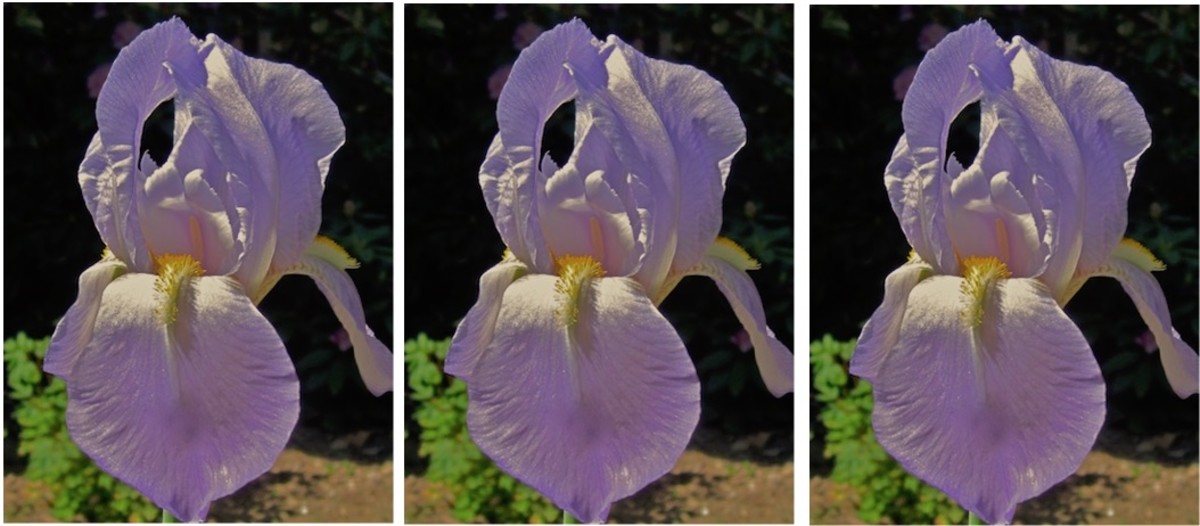 My Victorian Garden: Growing Heirloom Bearded Iris - HubPages