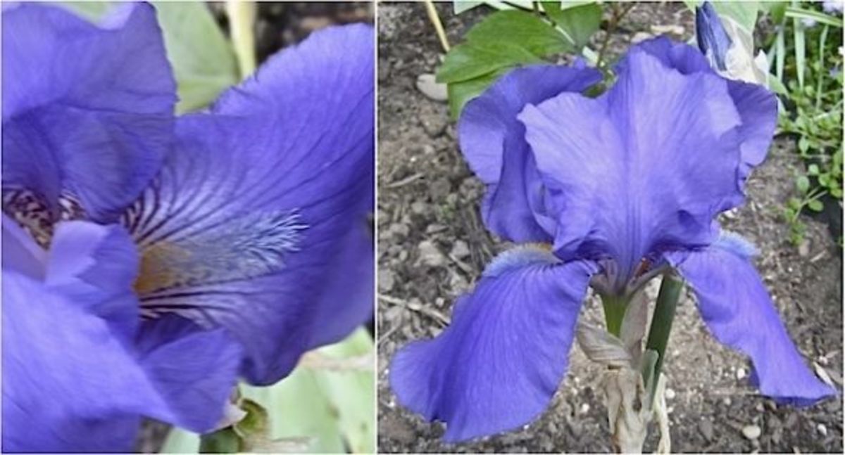 My Victorian Garden: Growing Heirloom Bearded Iris - HubPages