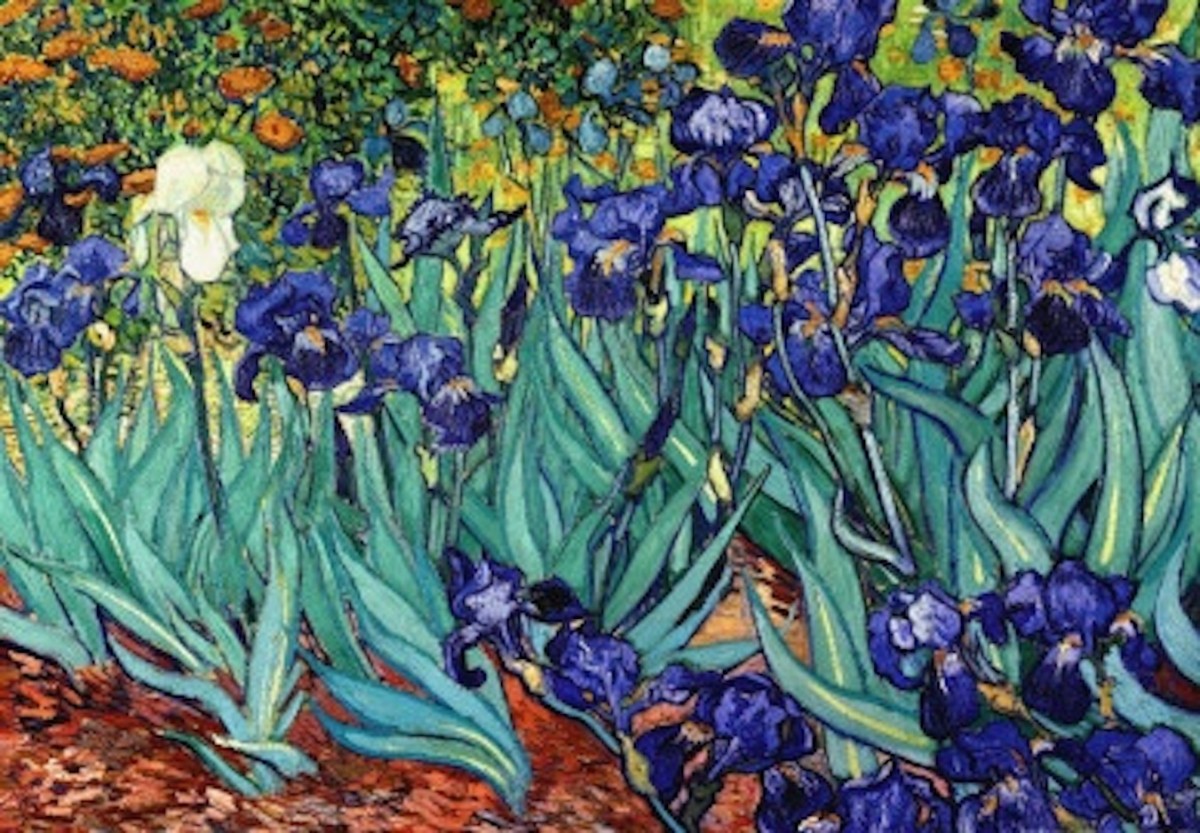 My Victorian Garden: Growing Heirloom Bearded Iris - HubPages