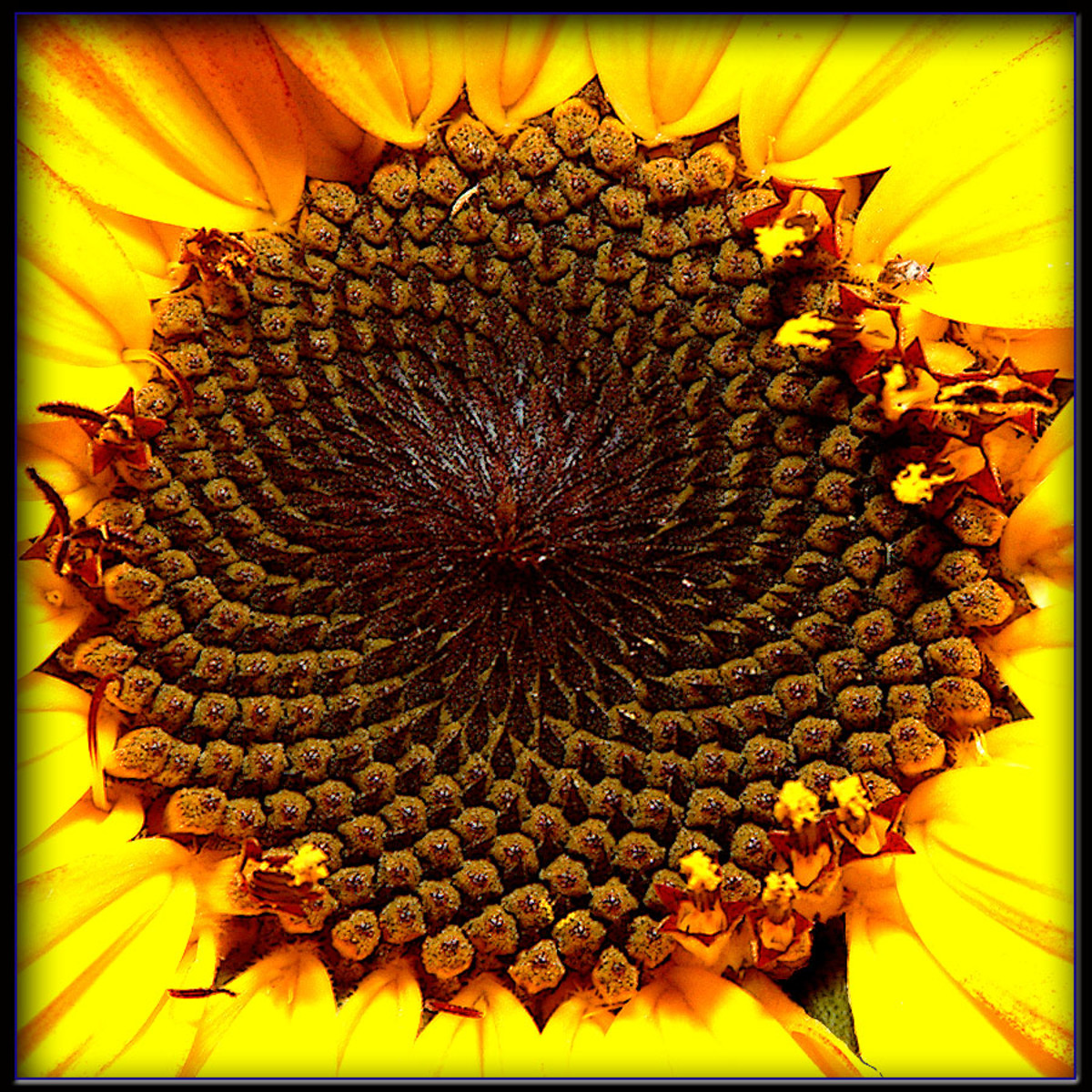 Pictures Of Sunflowers, Buds To Blooms - HubPages