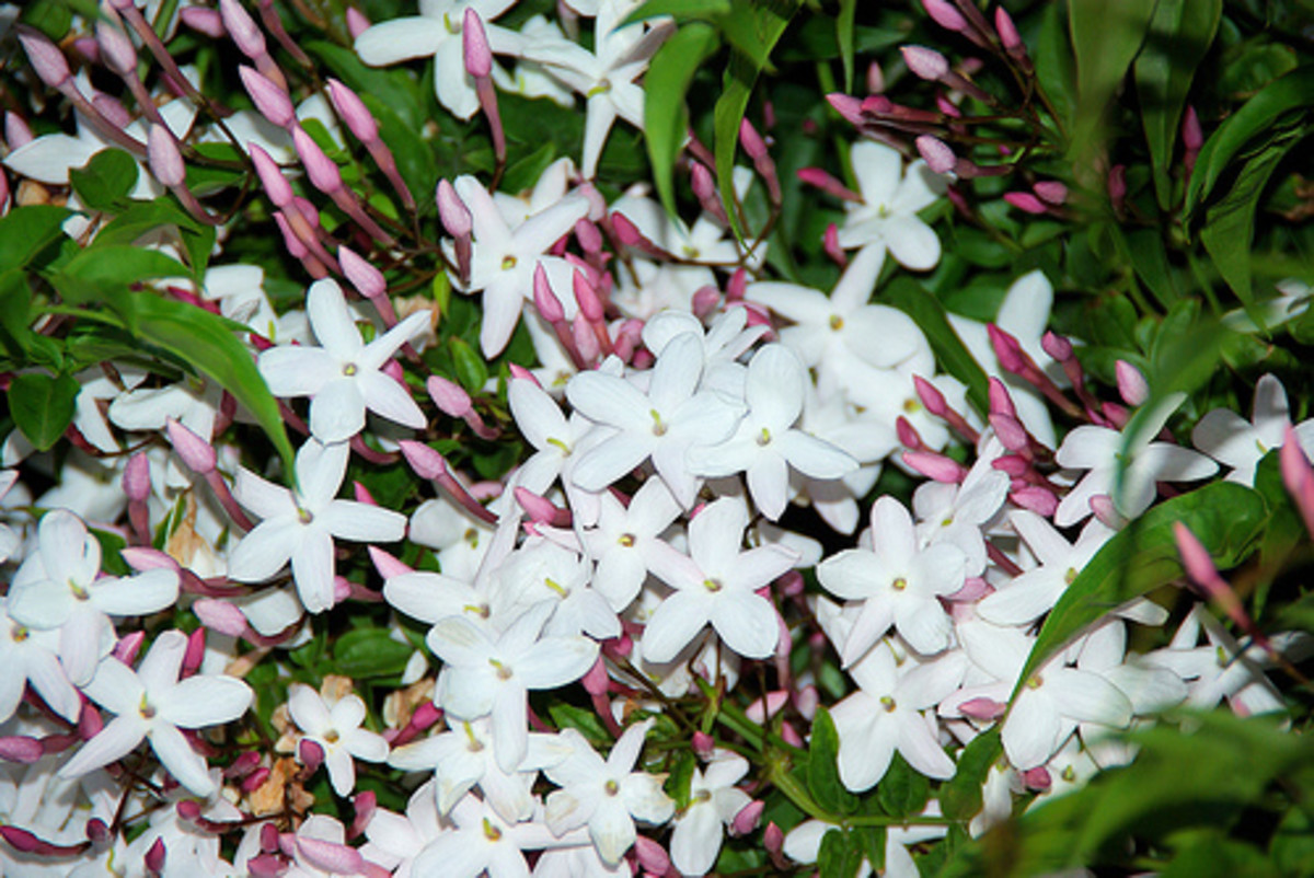 All About Jasmine Flowers - HubPages