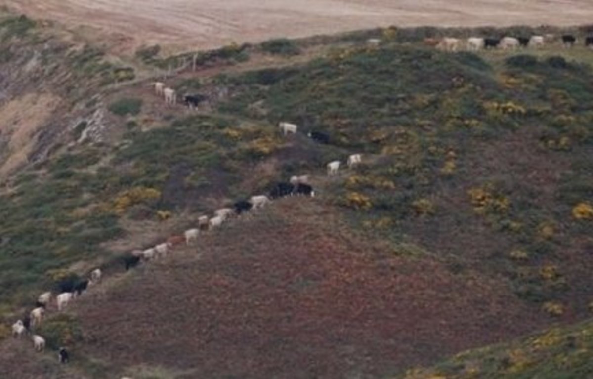 Cow Paths and Ruts of Righteousness - HubPages