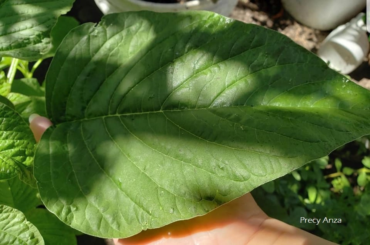 Growing Green Amaranth, Kalunay or Ptee in a Container - HubPages