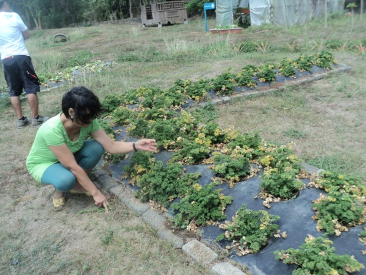 Nuvali Greens and Patches, Organic Demo Farm in Sta. Rosa Laguna ...