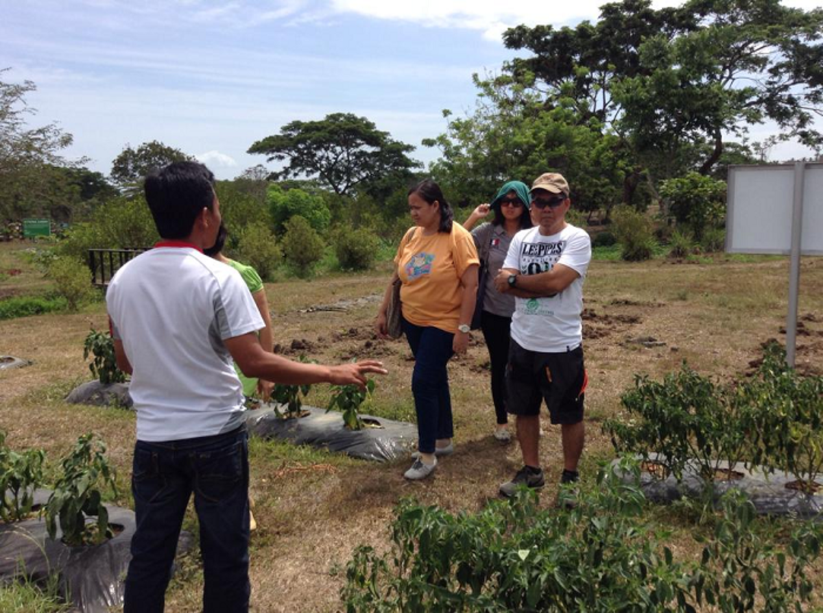 Nuvali Greens and Patches, Organic Demo Farm in Sta. Rosa Laguna ...