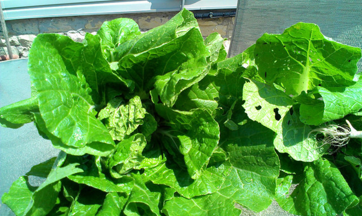 Plant Spotlight: Chinese Kaboko Cabbage - HubPages