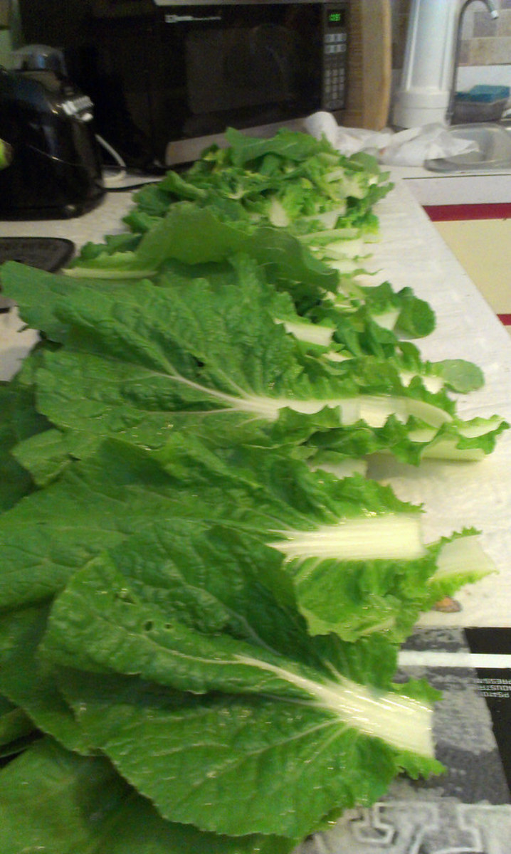 Plant Spotlight: Chinese Kaboko Cabbage - HubPages