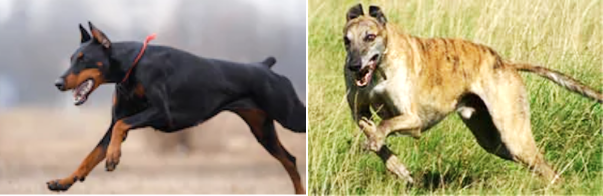 7 Indian Dogs like Doberman - HubPages