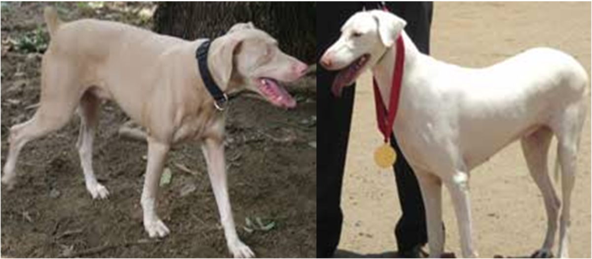 7 Indian Dogs like Doberman - HubPages