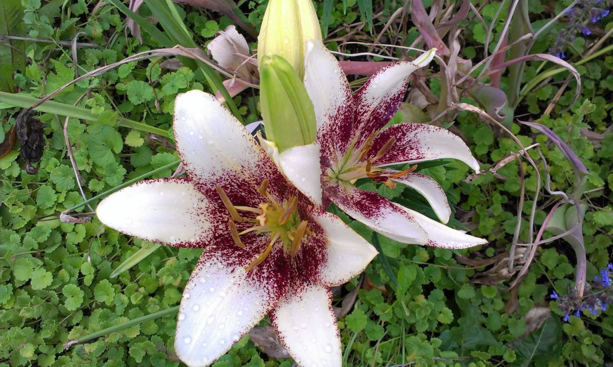 Plant Spotlight: Lilies (Lilium) - HubPages